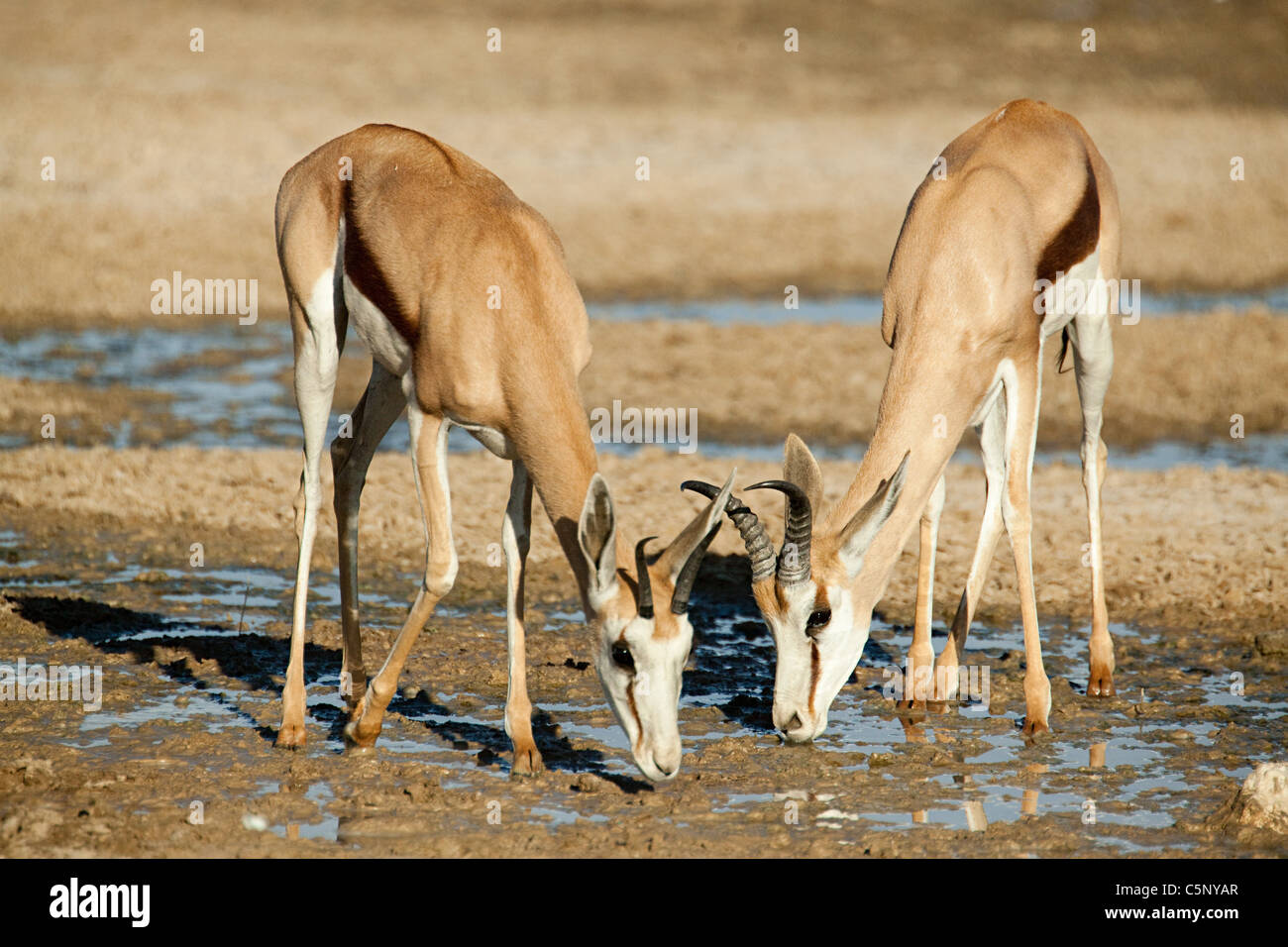 Two springbok drinking water Stock Photo - Alamy