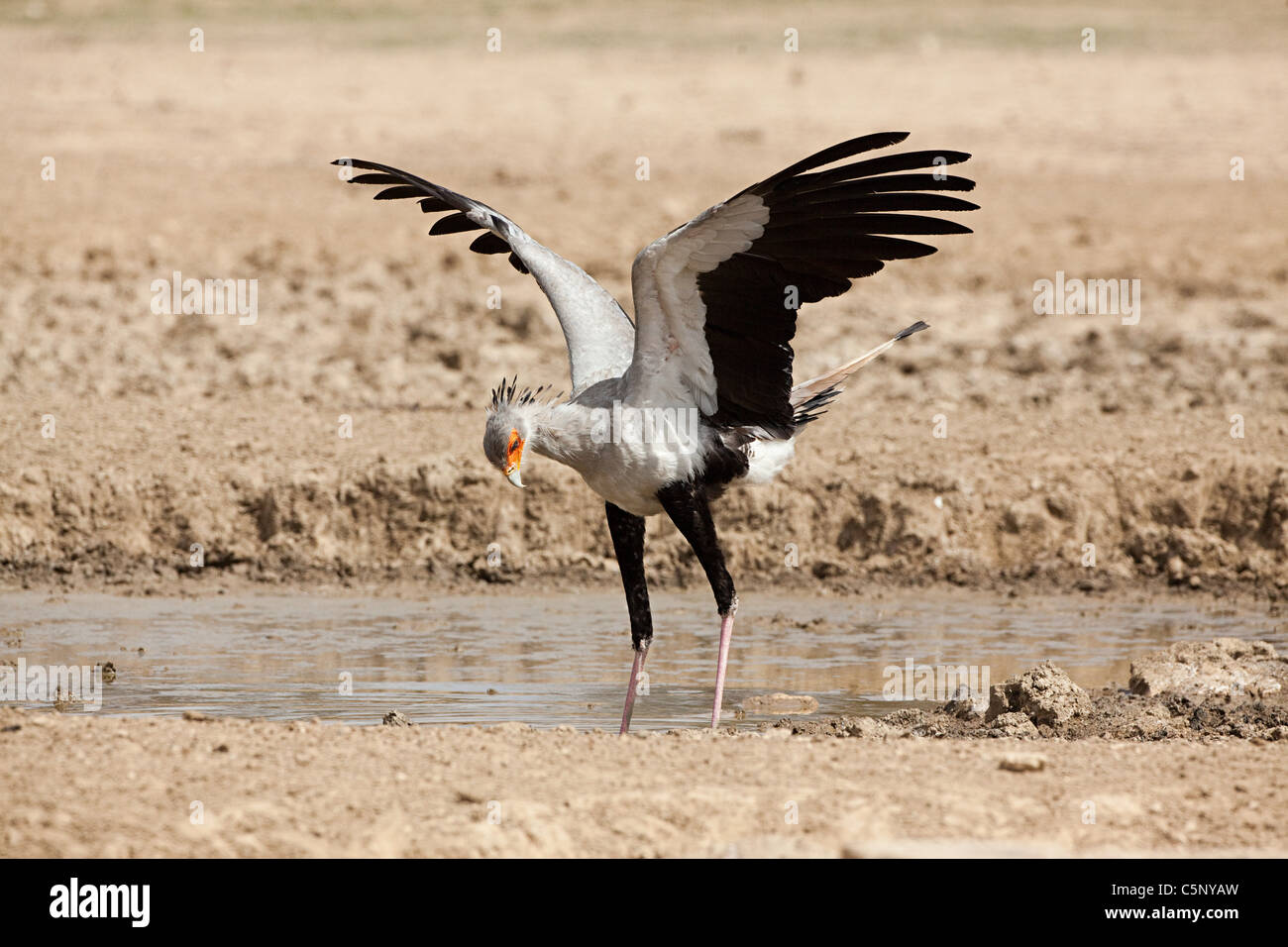 Secretary bird flapping wings Stock Photo - Alamy