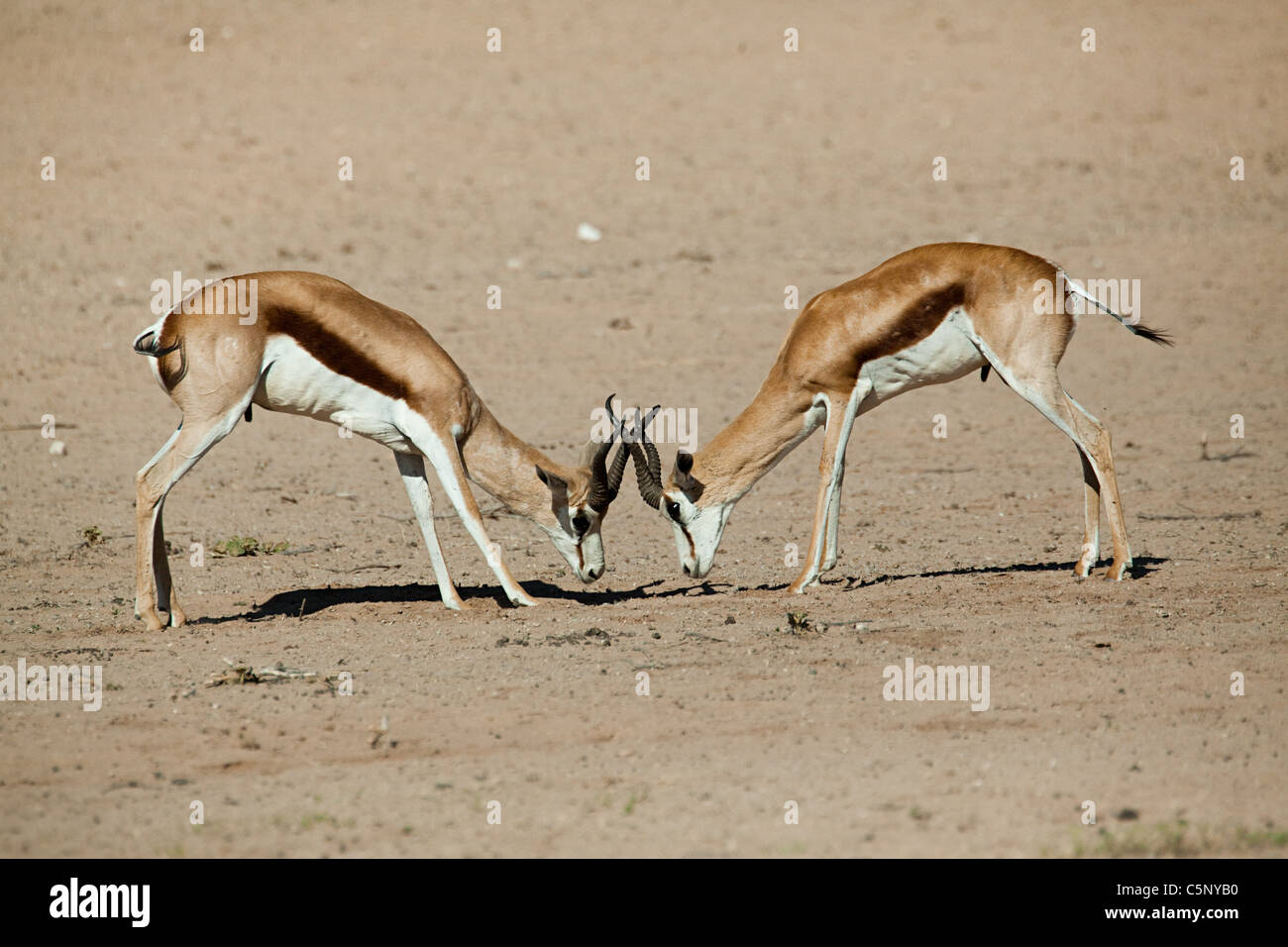 Springbok Head High Resolution Stock Photography and Images - Alamy