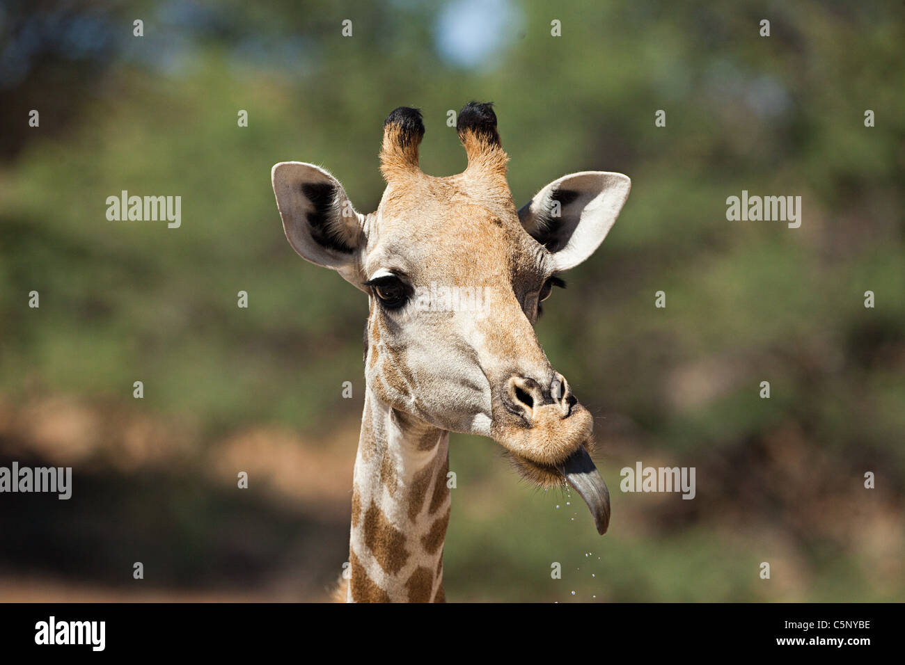 Giraffe sticking out tongue Stock Photo - Alamy