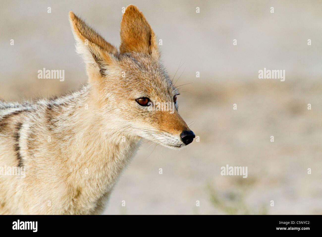 Jackyl hi-res stock photography and images - Alamy