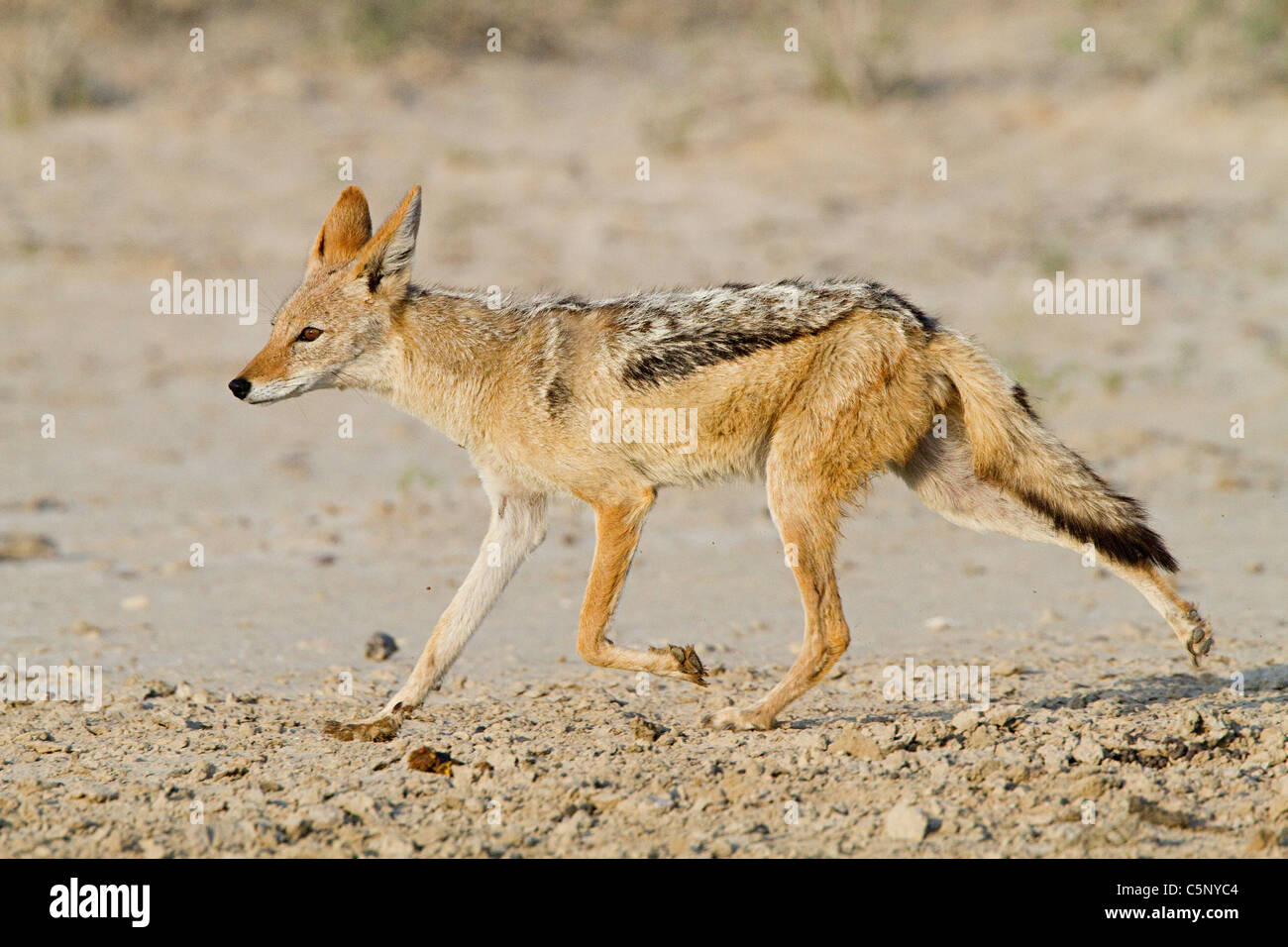 Jackyl hi-res stock photography and images - Alamy