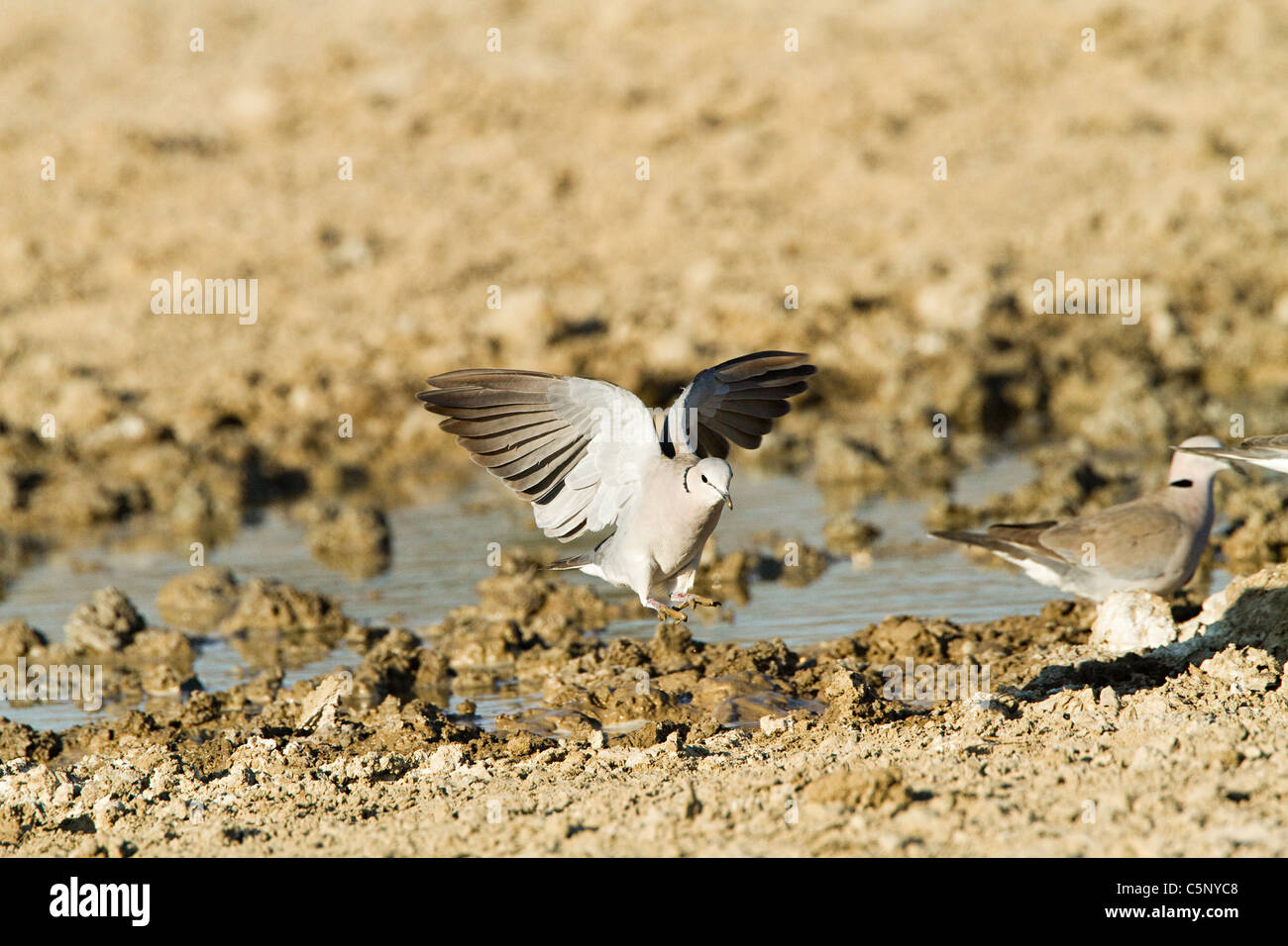 Two Turtle Dove High Resolution Stock Photography and Images - Alamy