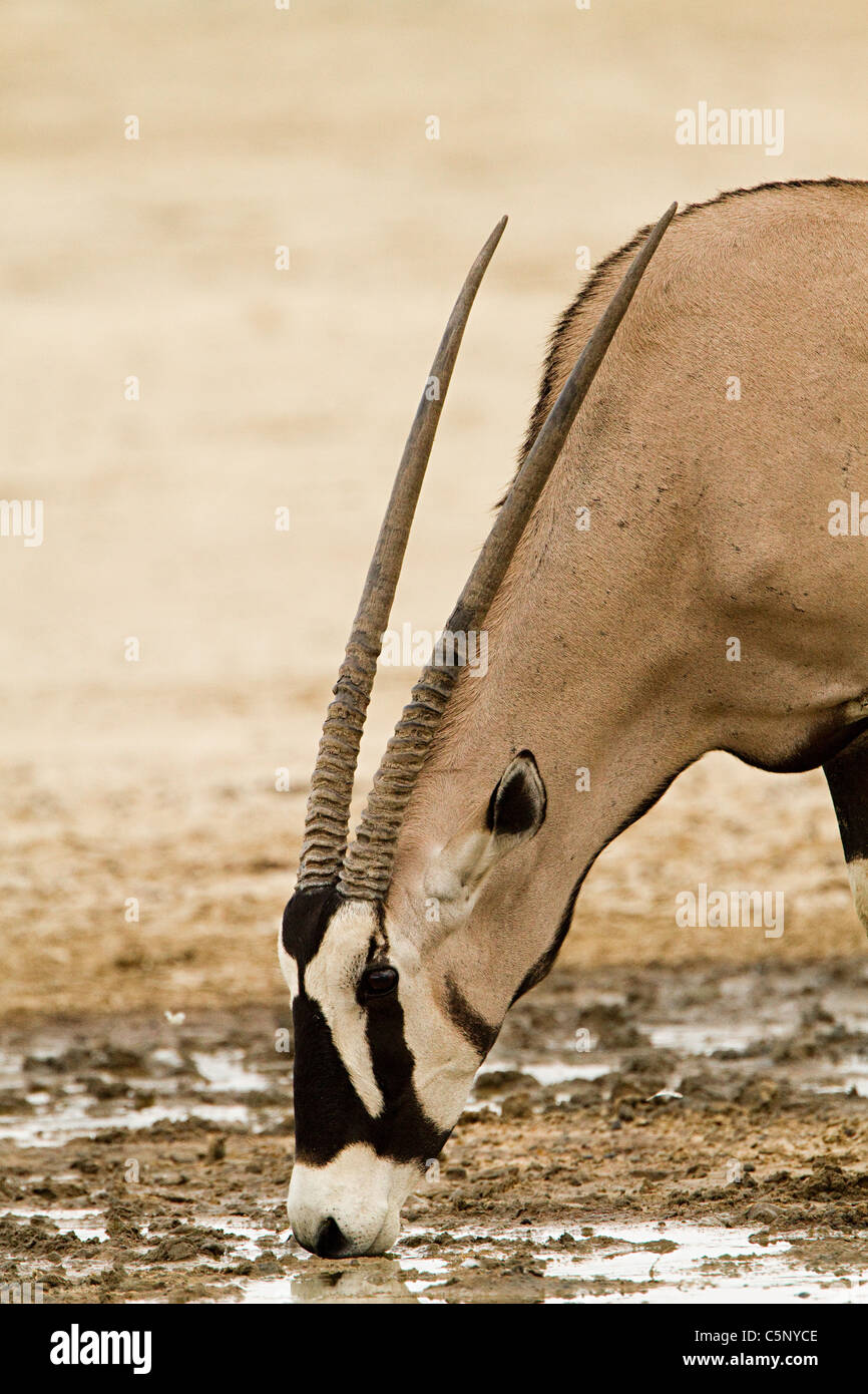 Gemsbok drinking water Stock Photo - Alamy