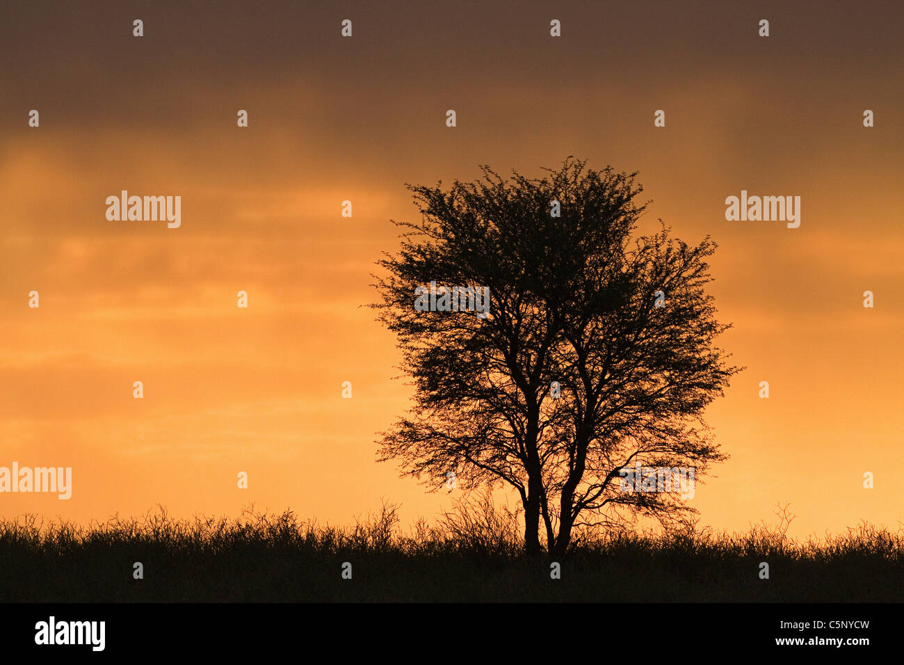 Sunset, Kalahari Desert, Southern Africa, Africa Stock Photo - Alamy
