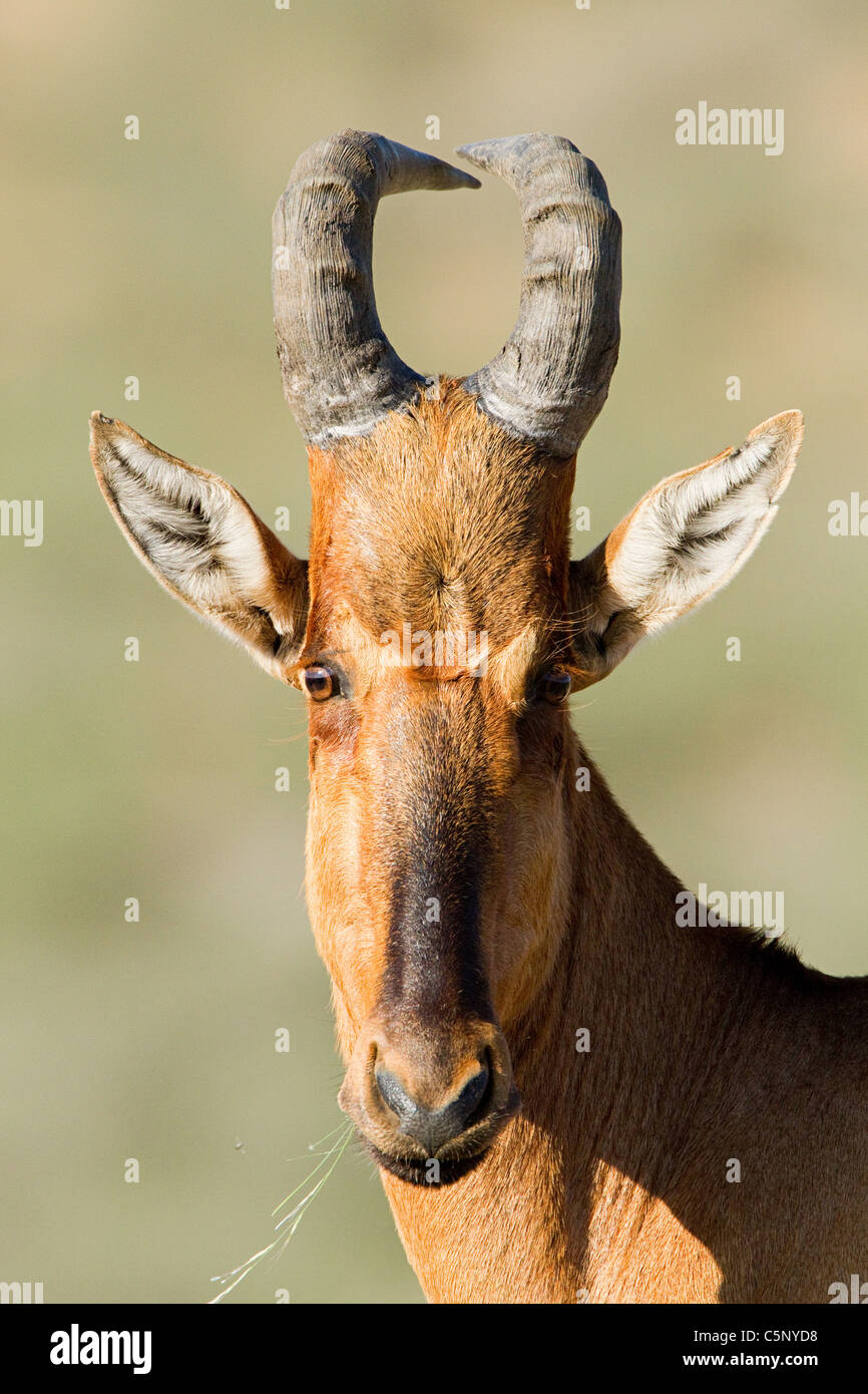 Red hartebeest, close up Stock Photo - Alamy