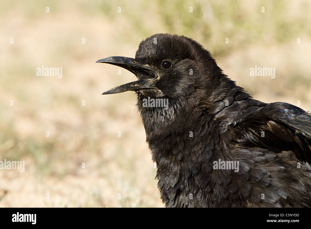 Crow anatomy hi-res stock photography and images - Alamy