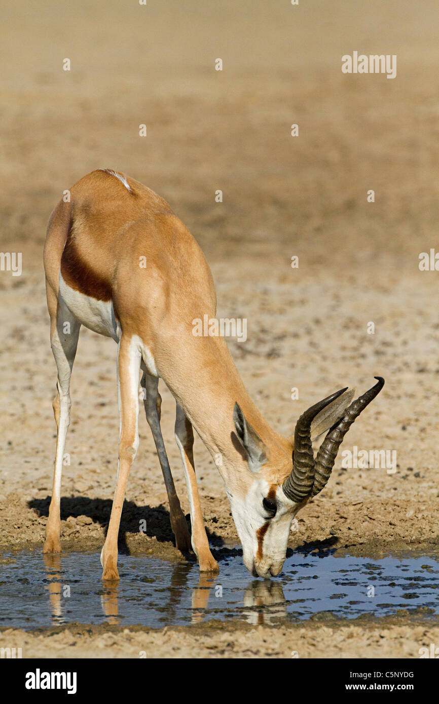 Springbok drinking water Stock Photo - Alamy