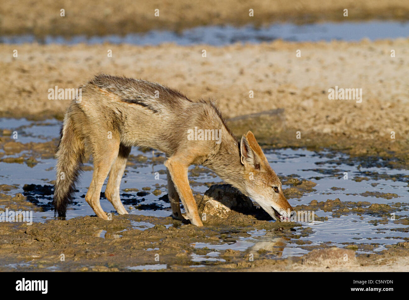 Jackyl hi-res stock photography and images - Alamy