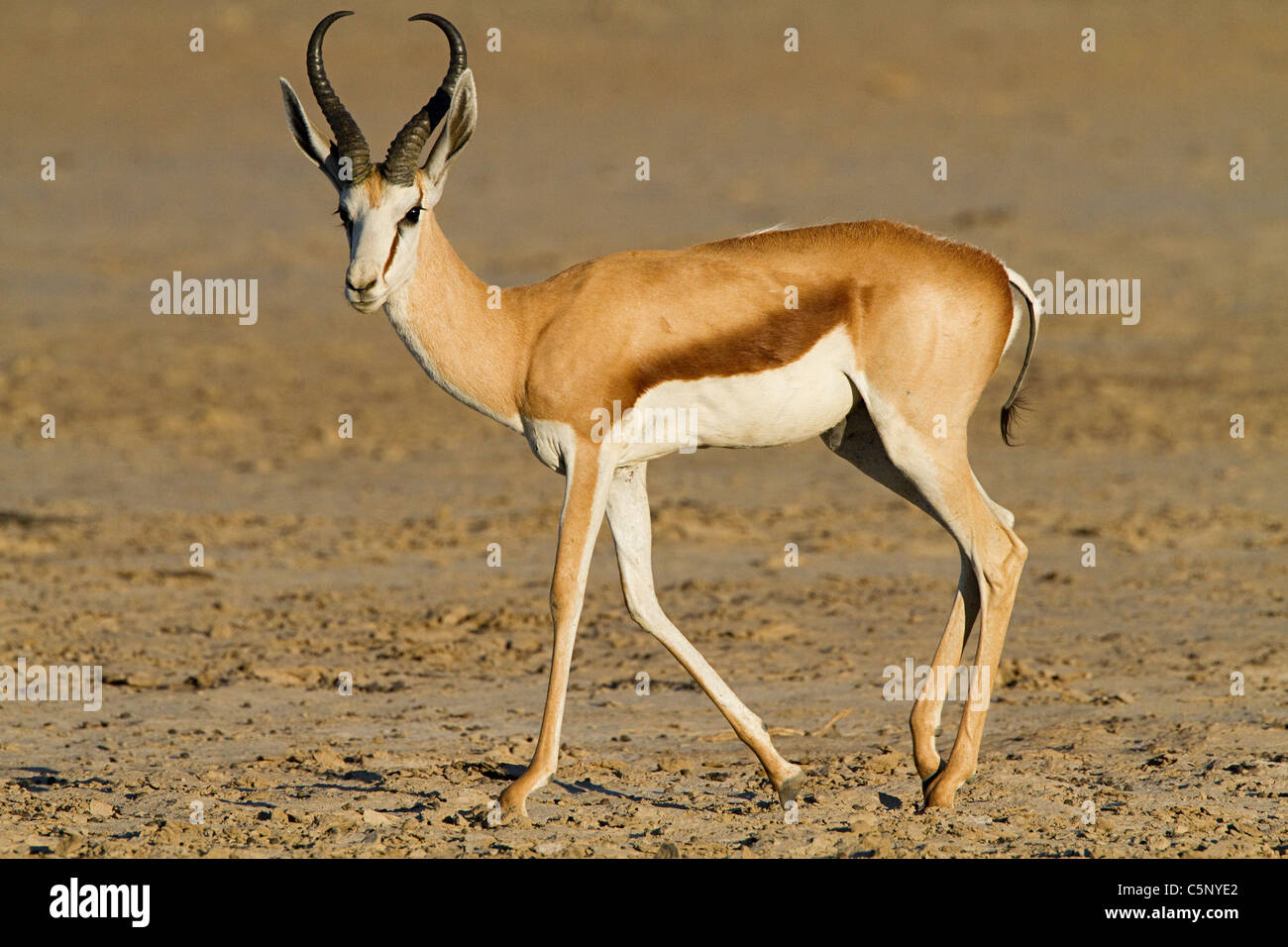 Springbok one horn hi-res stock photography and images - Alamy