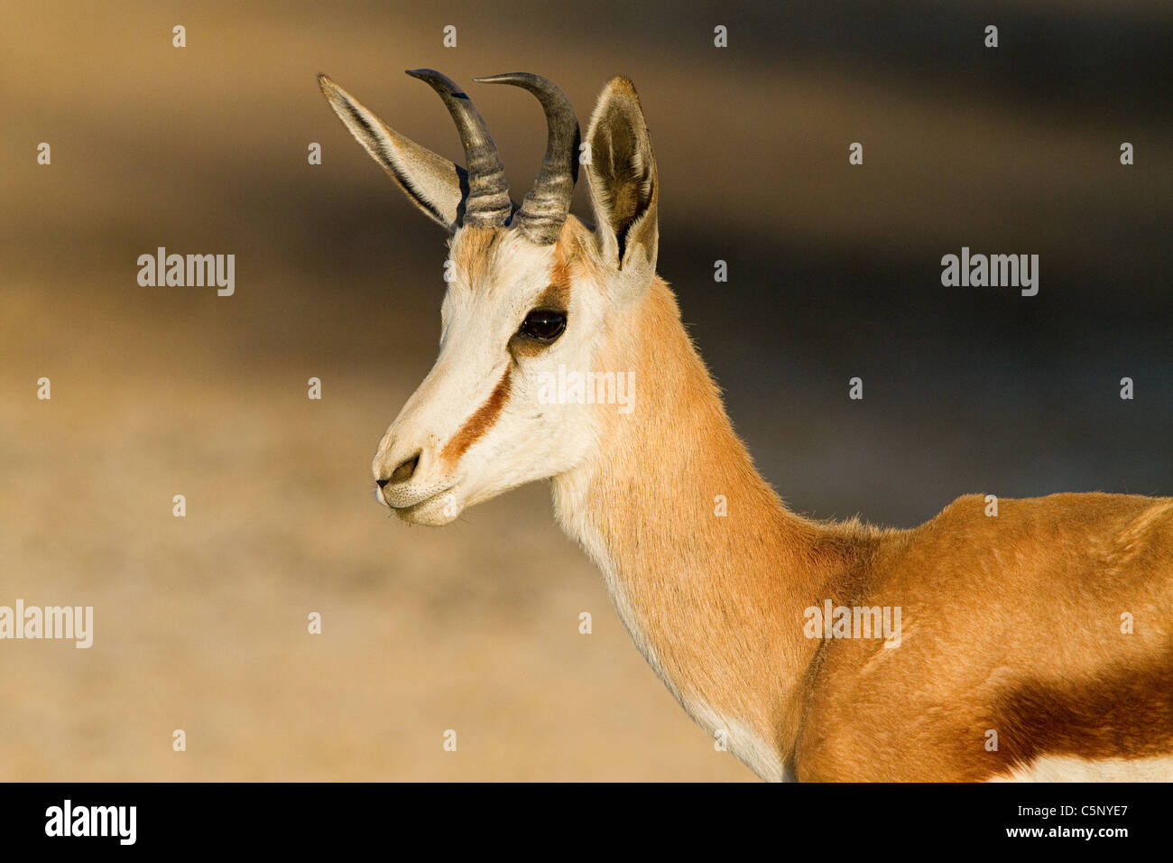 Springbok Head High Resolution Stock Photography and Images - Alamy