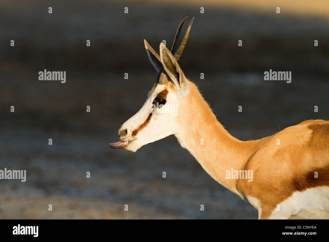 Springbok portrait close up head hi-res stock photography and images ...