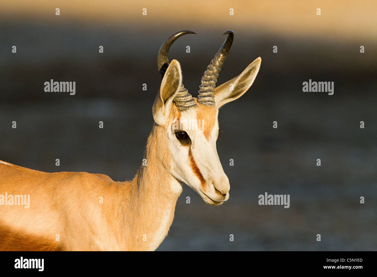 Springbok Head High Resolution Stock Photography and Images - Alamy