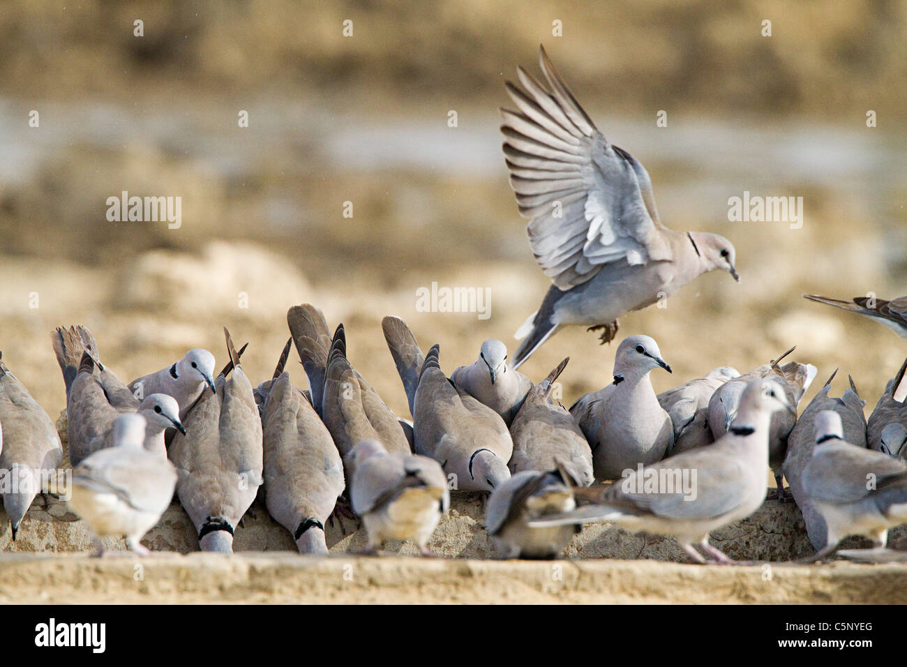 Turtle doves hi-res stock photography and images - Alamy
