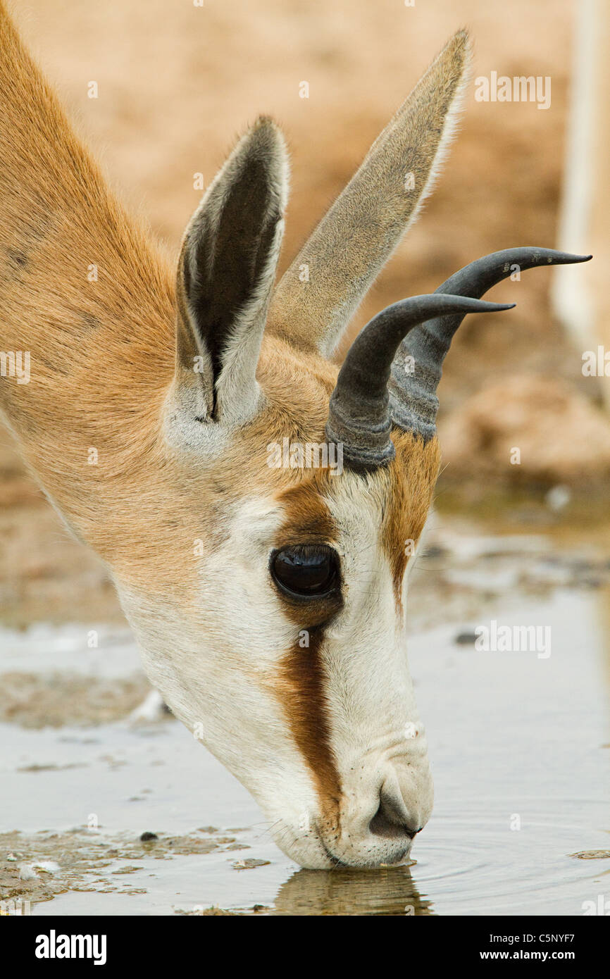 Springbok one horn hi-res stock photography and images - Alamy