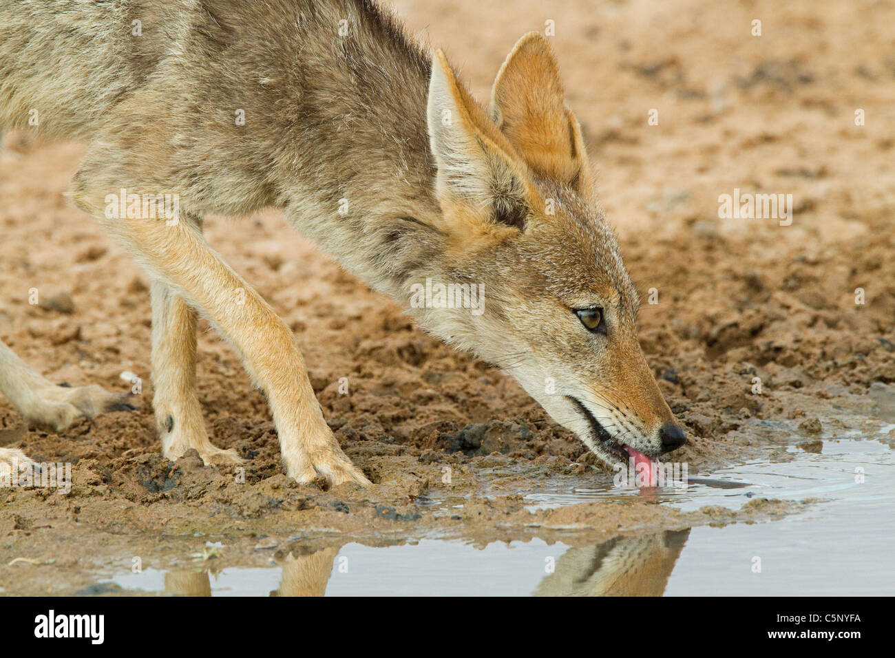 Jackyl hi-res stock photography and images - Alamy