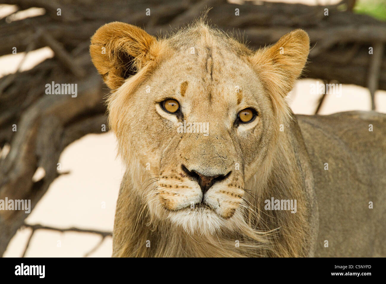 African lion, headshot Stock Photo - Alamy