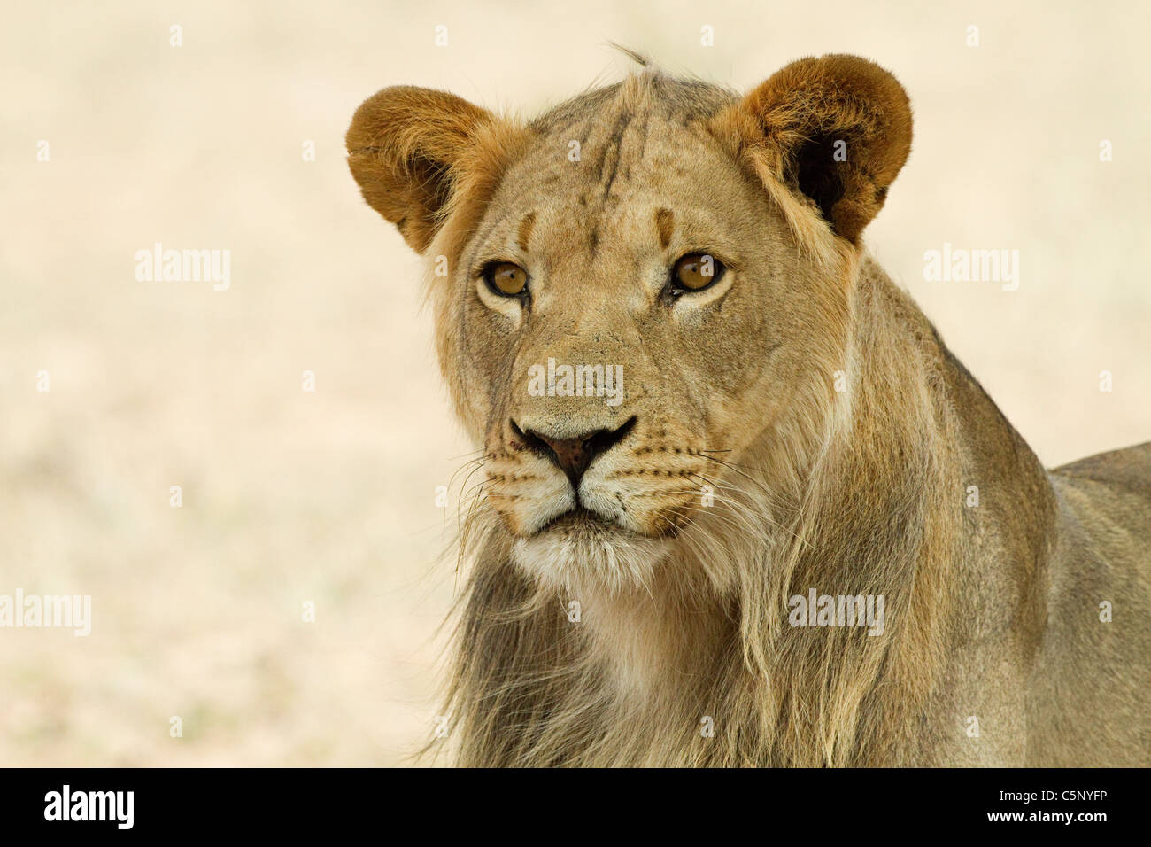 African lion, headshot Stock Photo - Alamy