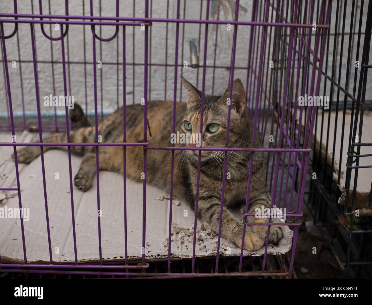 Cat in the cage Stock Photo - Alamy