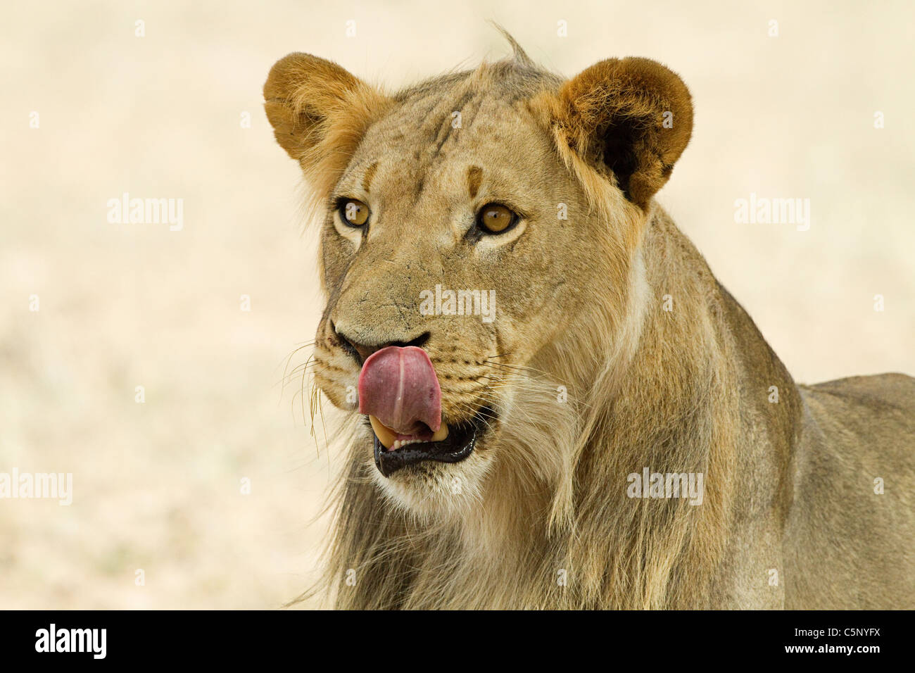 Lion headshot hi-res stock photography and images - Alamy