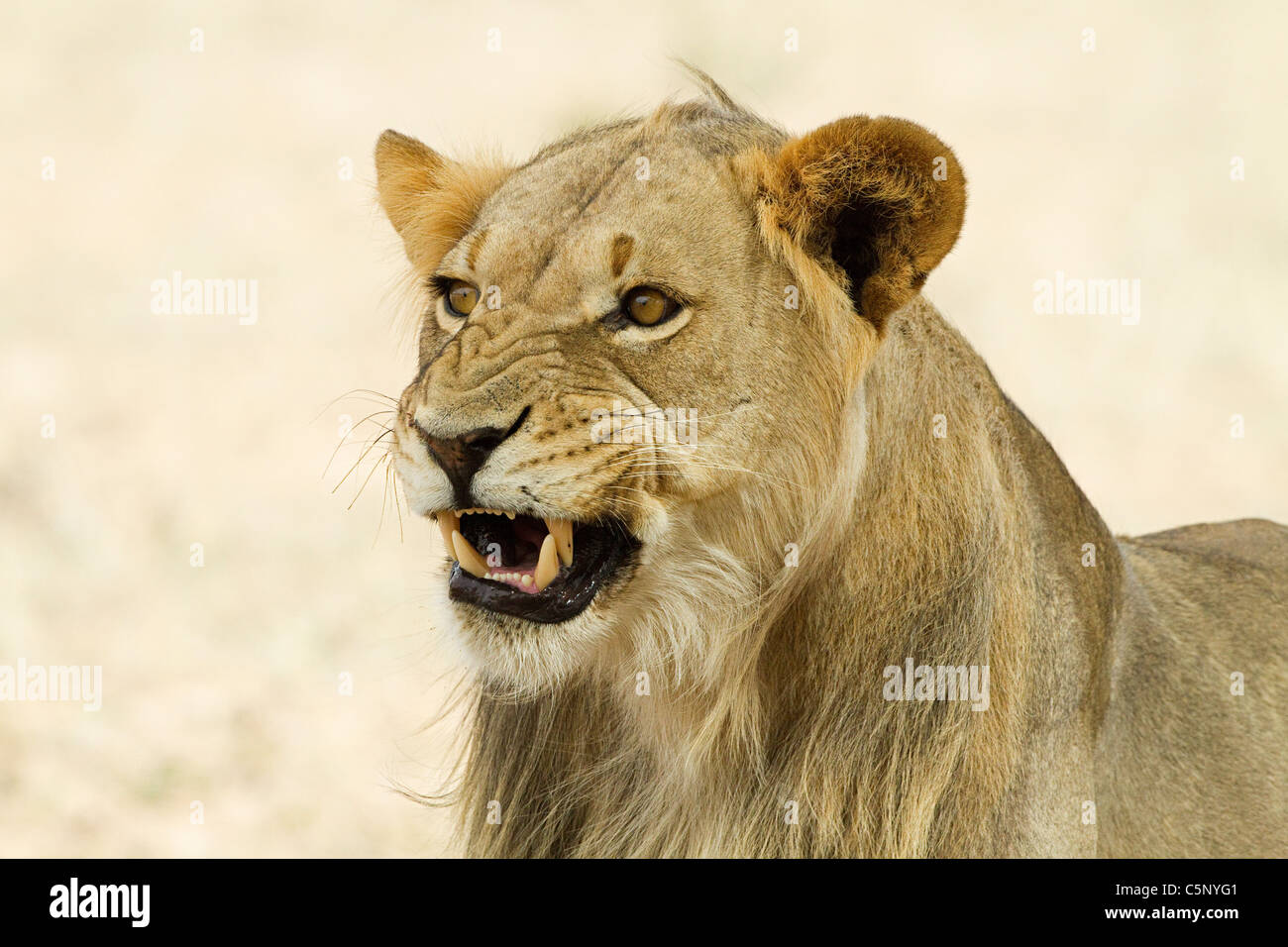 African lion, headshot Stock Photo - Alamy