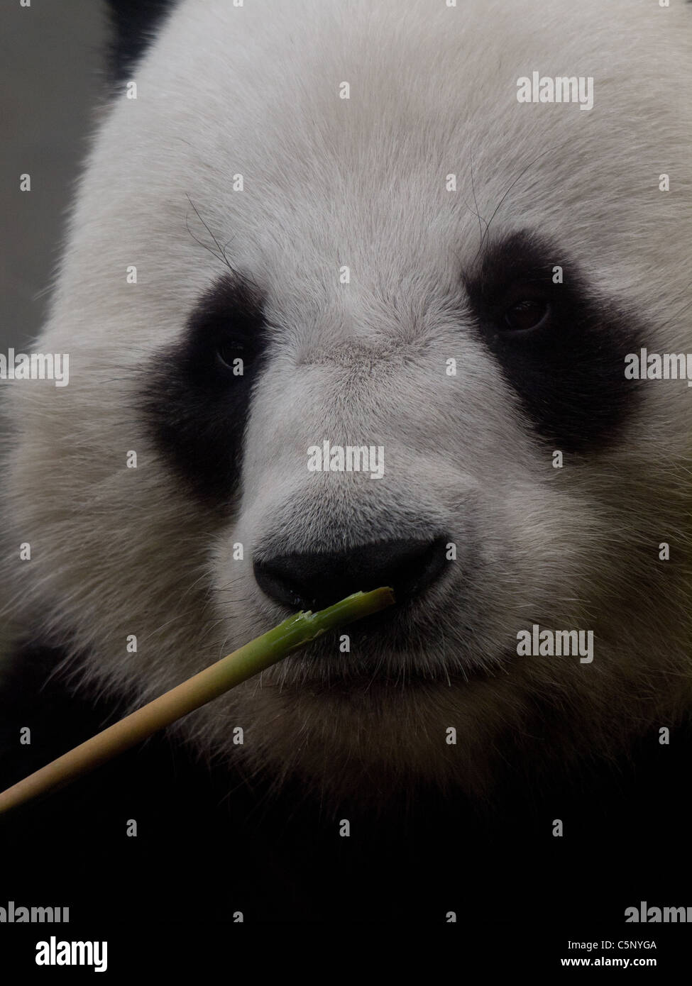 Panda eating bamboo Stock Photo - Alamy