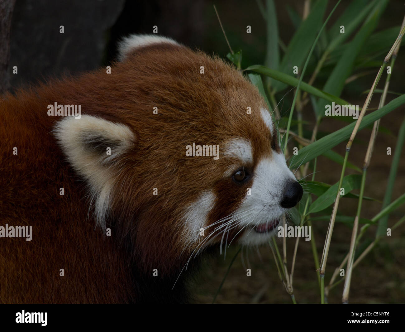 Red panda eating bamboo Stock Photo - Alamy