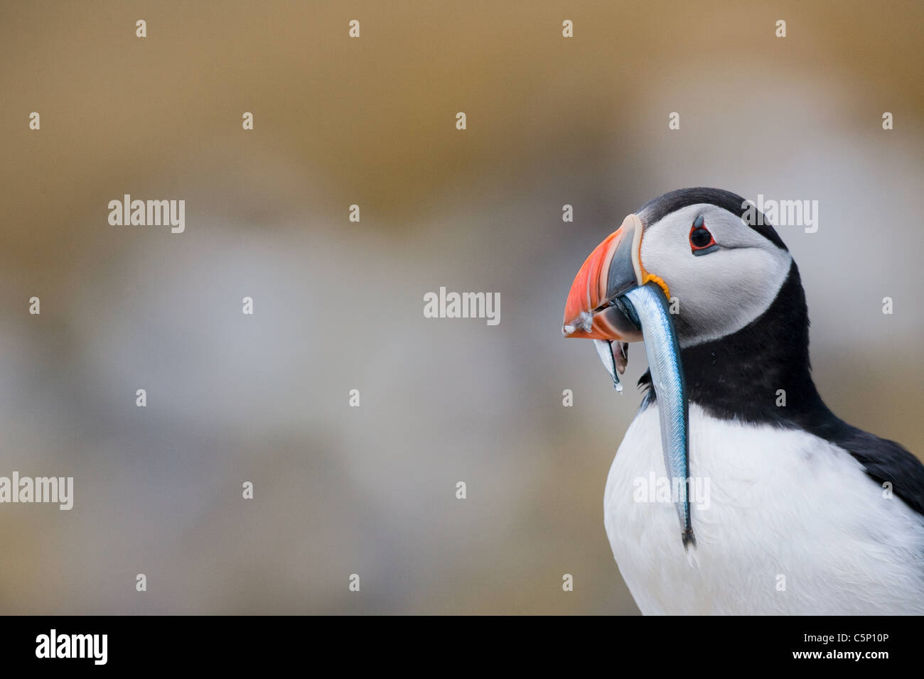 Puffin eating hi-res stock photography and images - Alamy