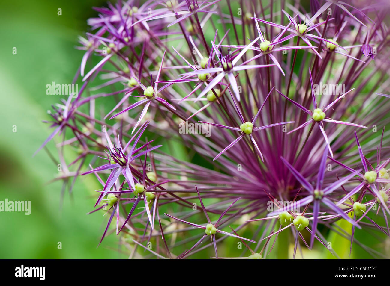 Allium Christophii flowers Stock Photo - Alamy