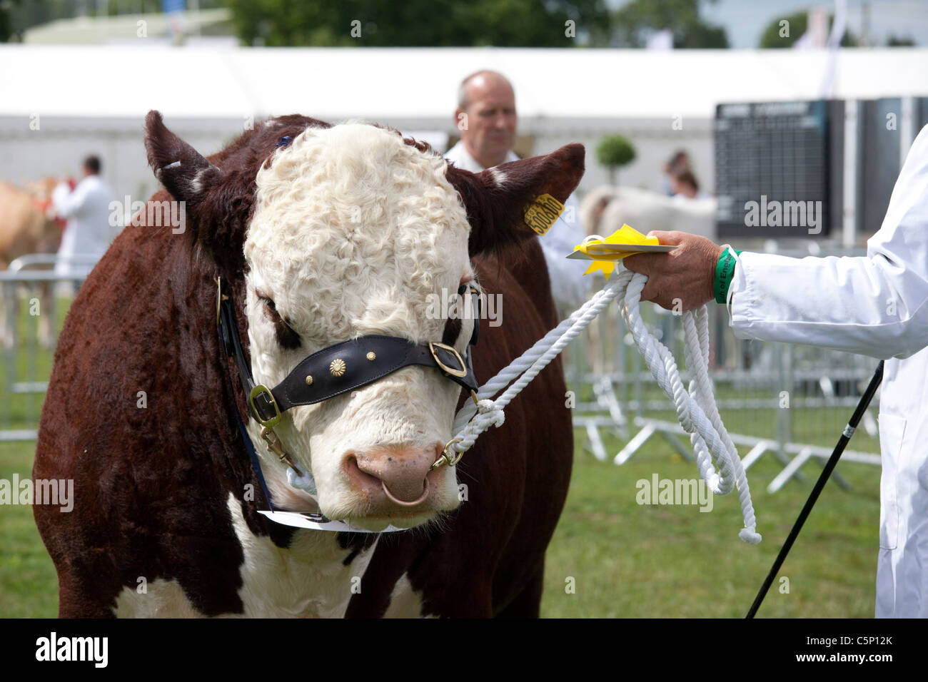 Cattle judging at the 2011 South of England Agricultural show Stock ...