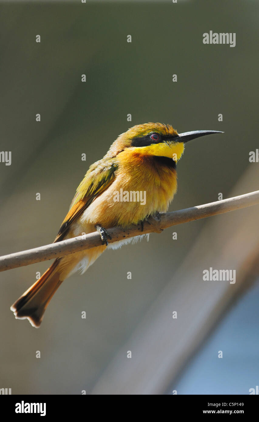 Little bee-eater (Merops pusillus) in the Gambia Stock Photo - Alamy