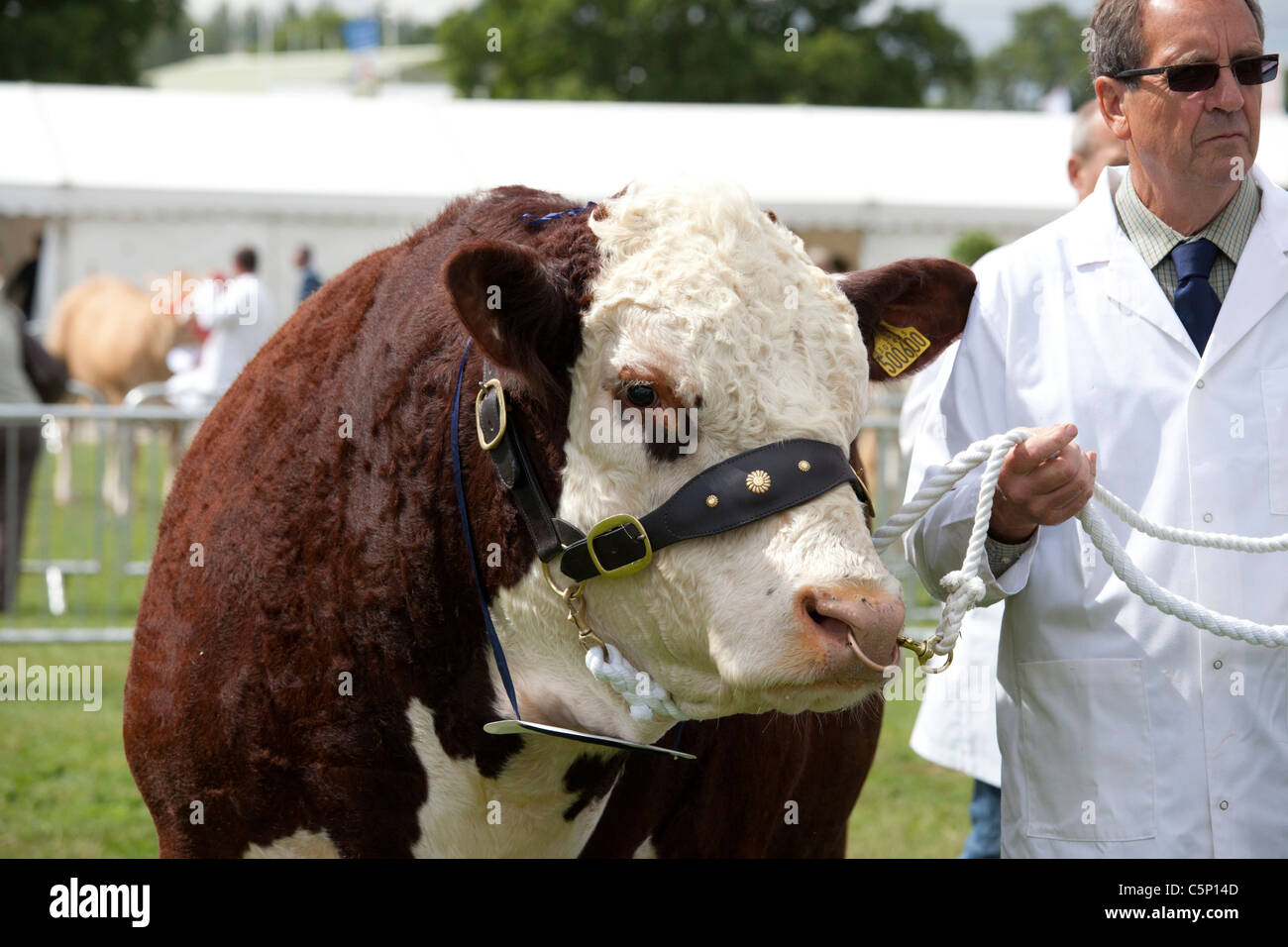 Cattle judging at the 2011 South of England Agricultural show Stock ...