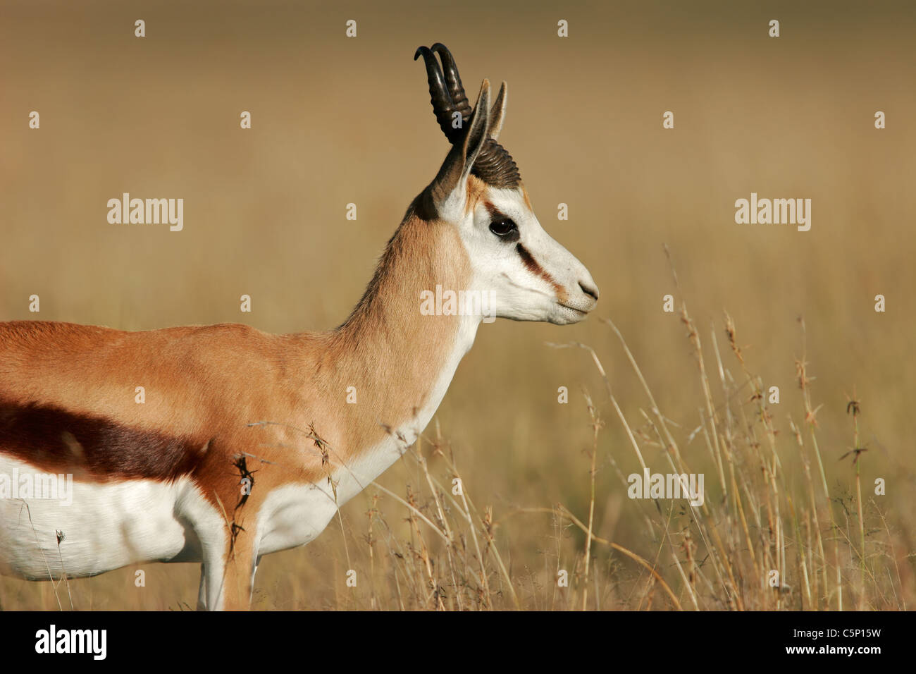 A springbok antelope (Antidorcas marsupialis), South Africa Stock Photo ...