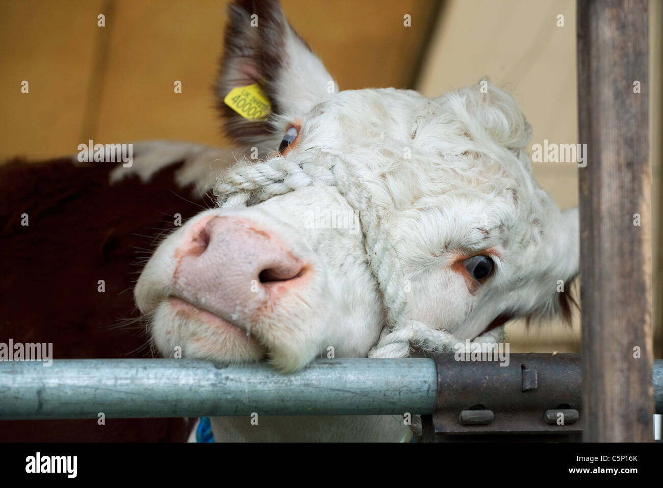 Bull anatomy hi-res stock photography and images - Alamy