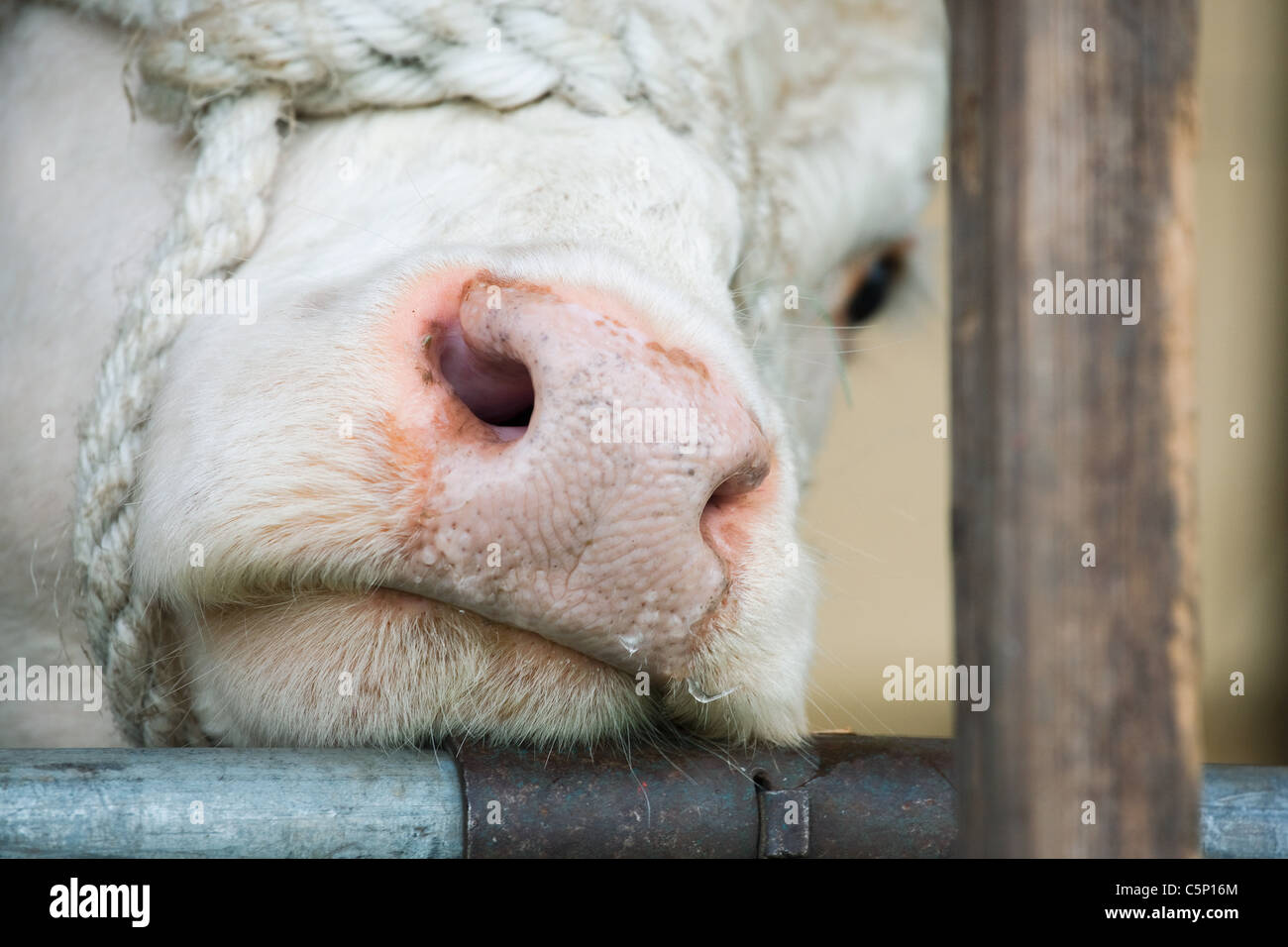 Herefordshire bull hi-res stock photography and images - Alamy