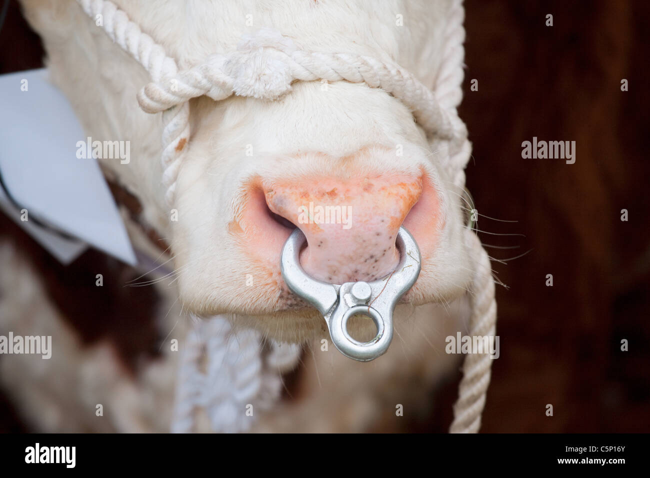 Hereford bull nose ring hi-res stock photography and images - Alamy