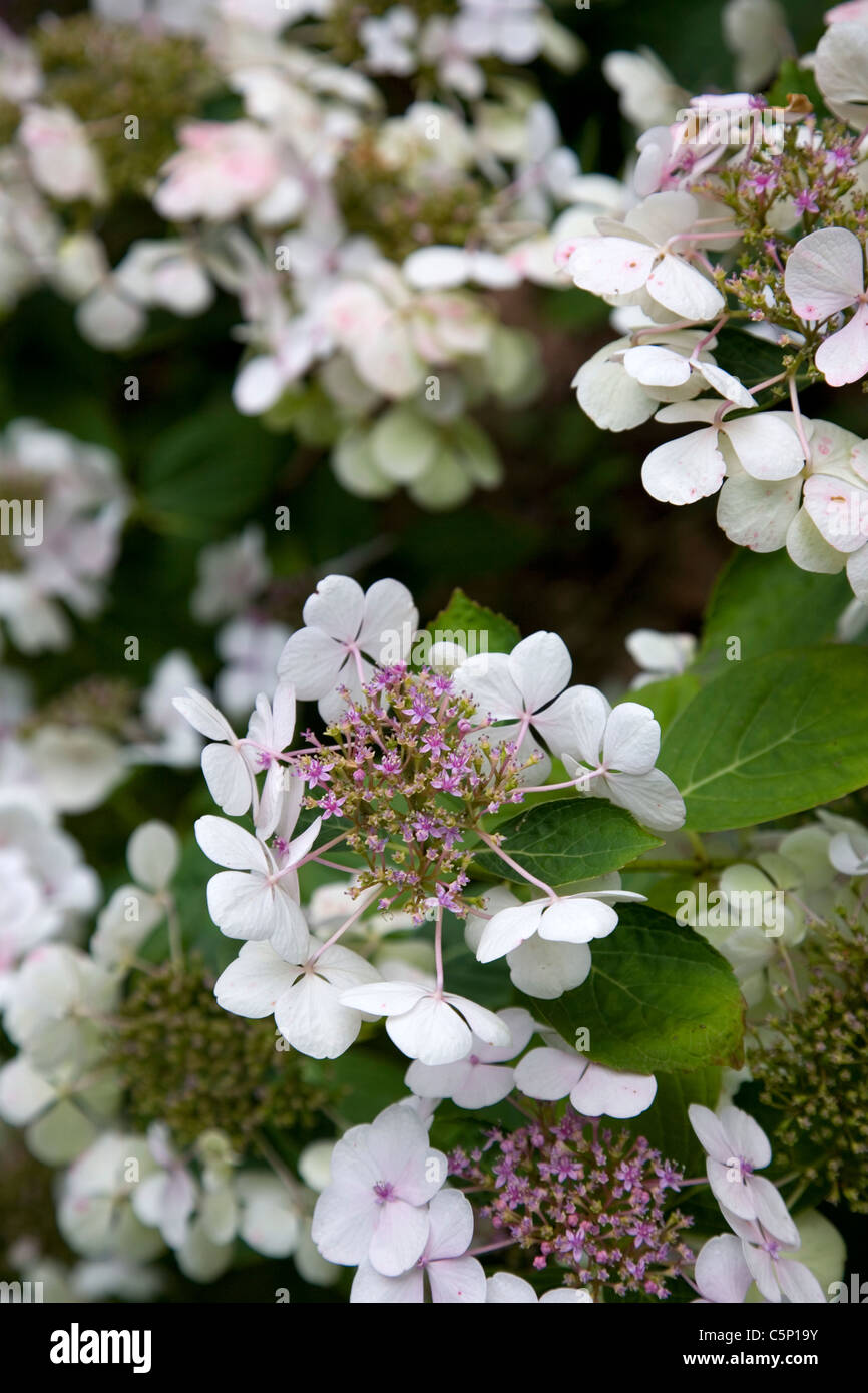 Hydrangea Lace Cap Flowers Stock Photo - Alamy