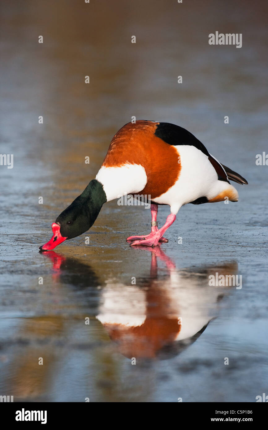 Shelduck species hi-res stock photography and images - Alamy