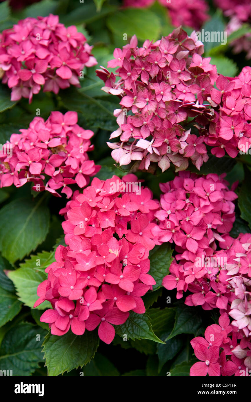 Fuchsia flower heads hi-res stock photography and images - Alamy