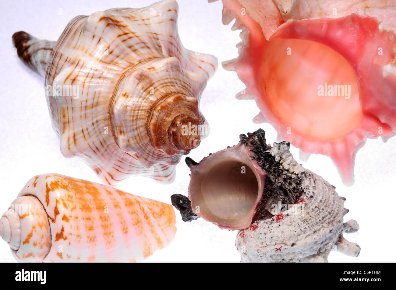Seashells foxhead rose murex cone hi-res stock photography and images ...