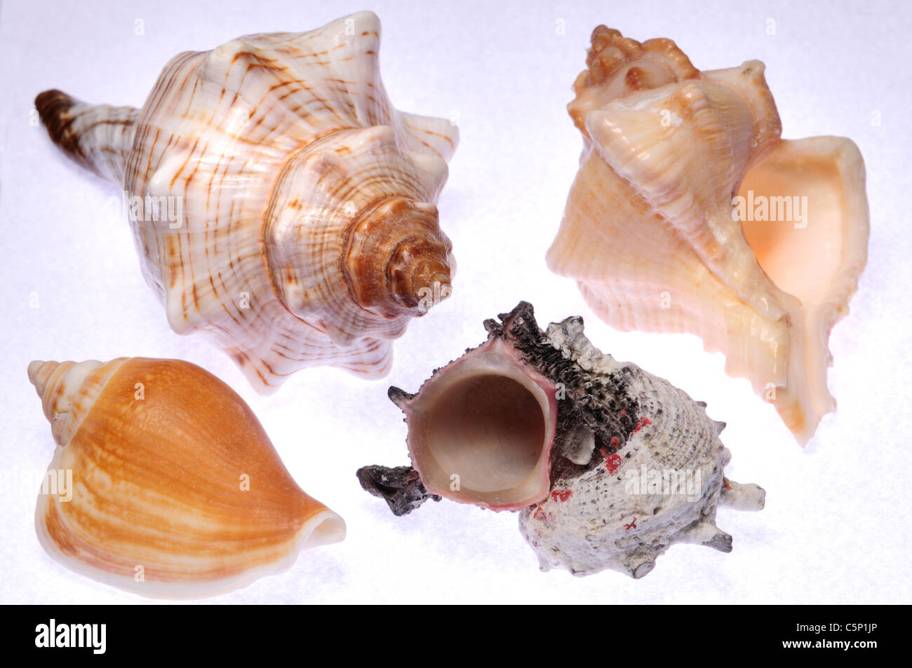 Murex seashells hi-res stock photography and images - Alamy