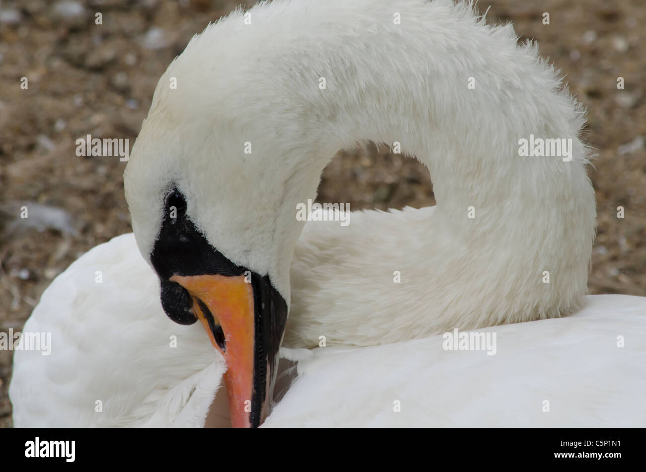 Swan profile graceful neck hi-res stock photography and images - Alamy