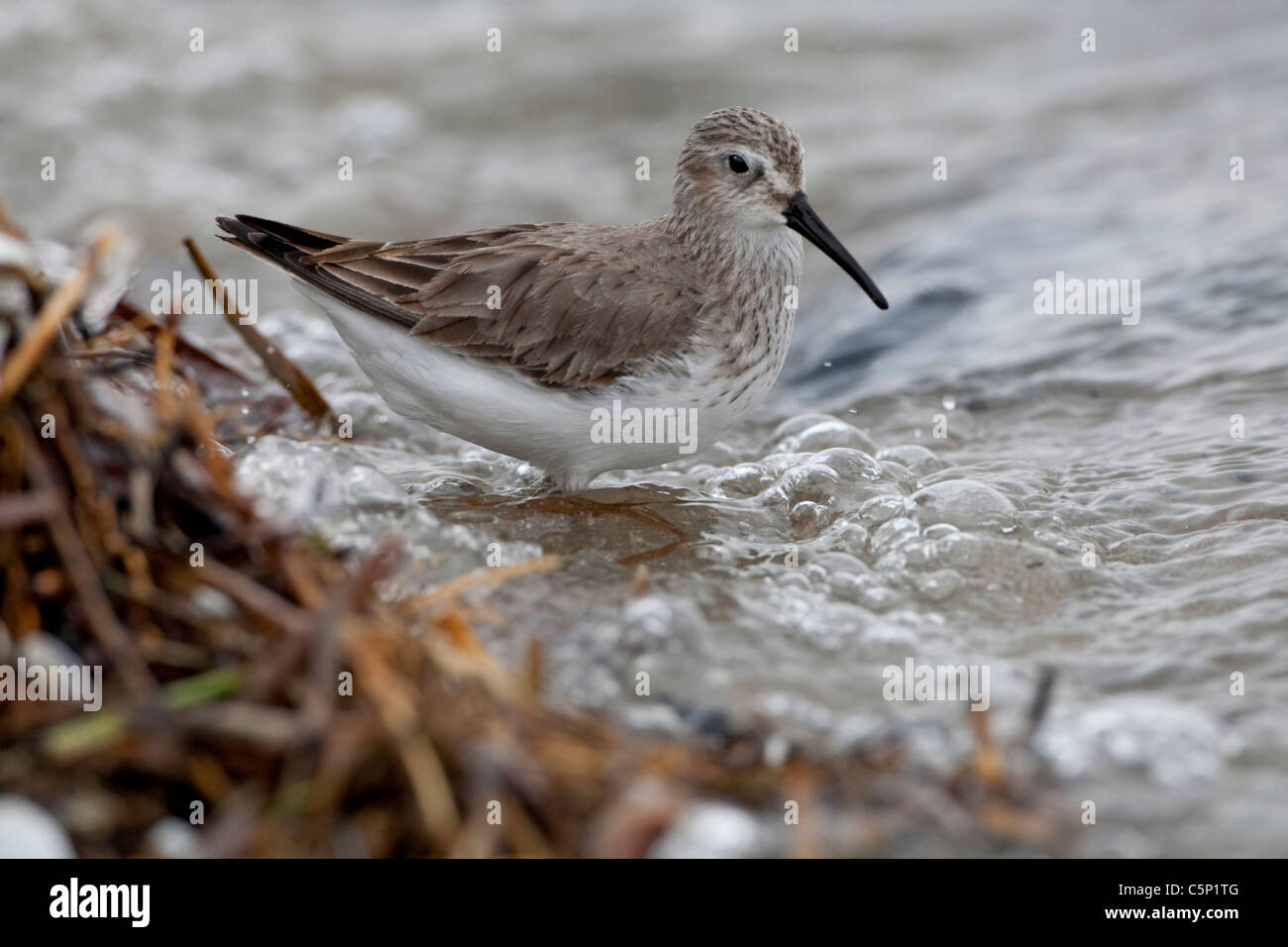 Dunlin winter plumage hi-res stock photography and images - Alamy