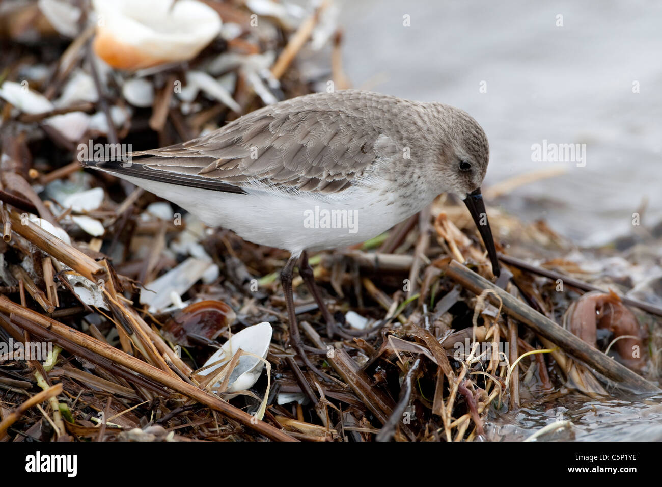 Dunlin (Calidris alpina) in winter plumage Stock Photo - Alamy