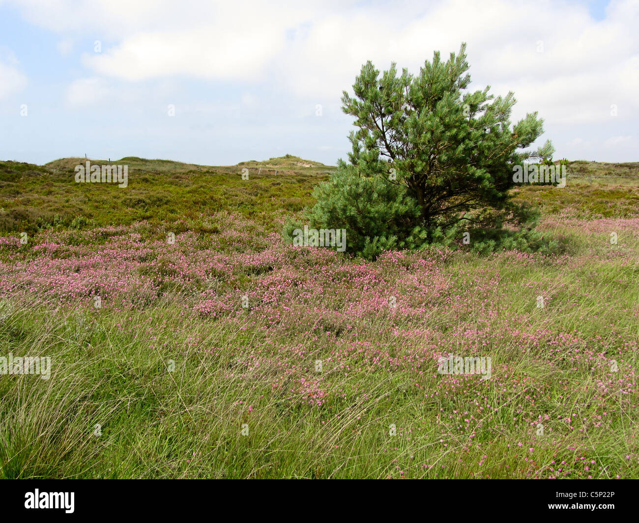 Heathland with Cross-leaved heath (Erica tetralix) in the dunes of the ...