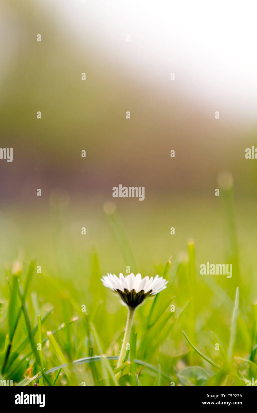 daisy in green grass Stock Photo - Alamy