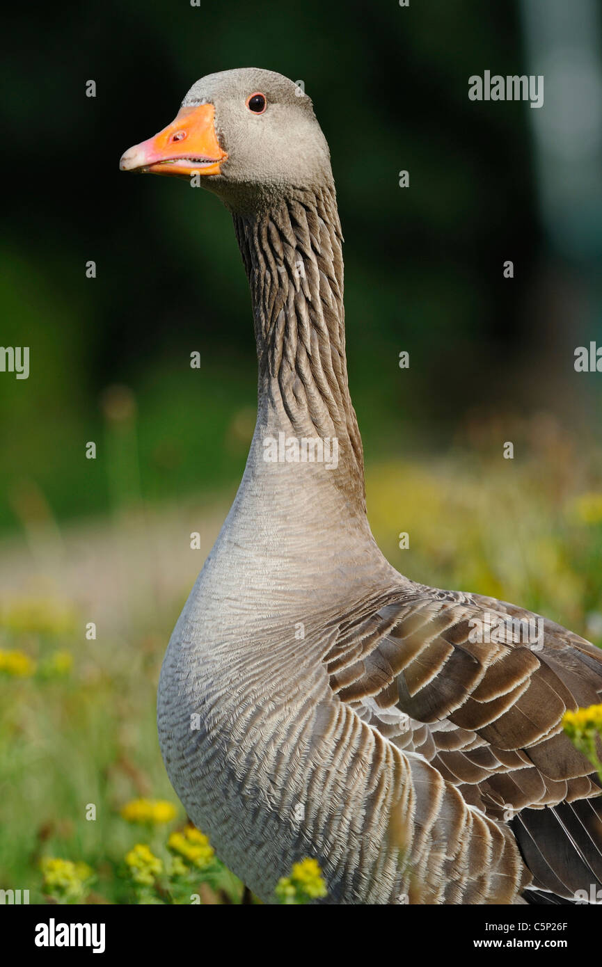 Sedentary bird hi-res stock photography and images - Alamy