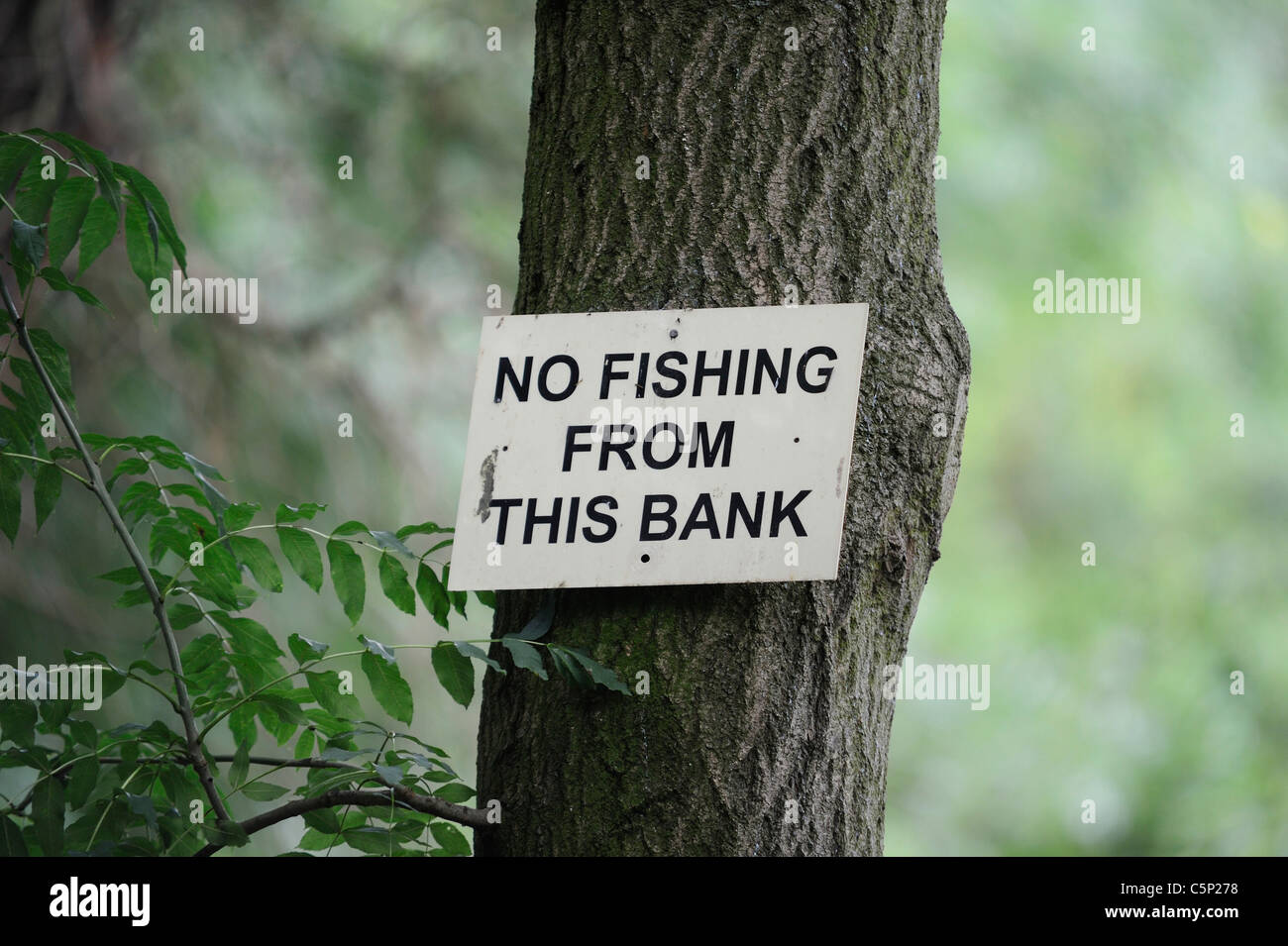 On fishing sign or notice screwed too the trunk of a tree Stock Photo ...