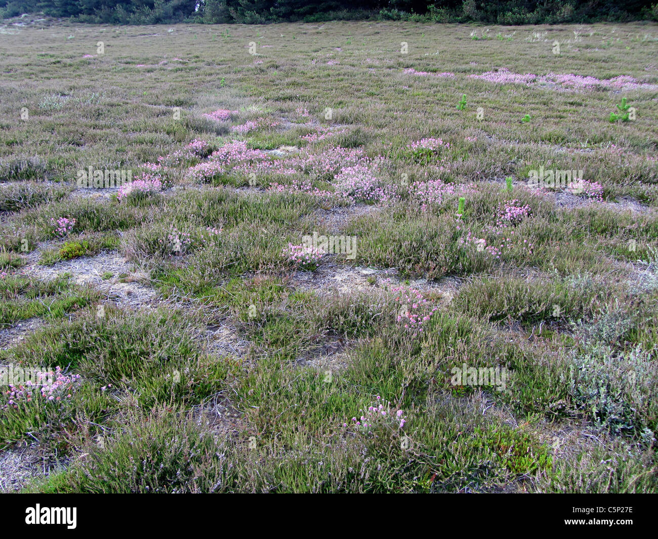 Erica Tetralix Stock Photos & Erica Tetralix Stock Images - Alamy