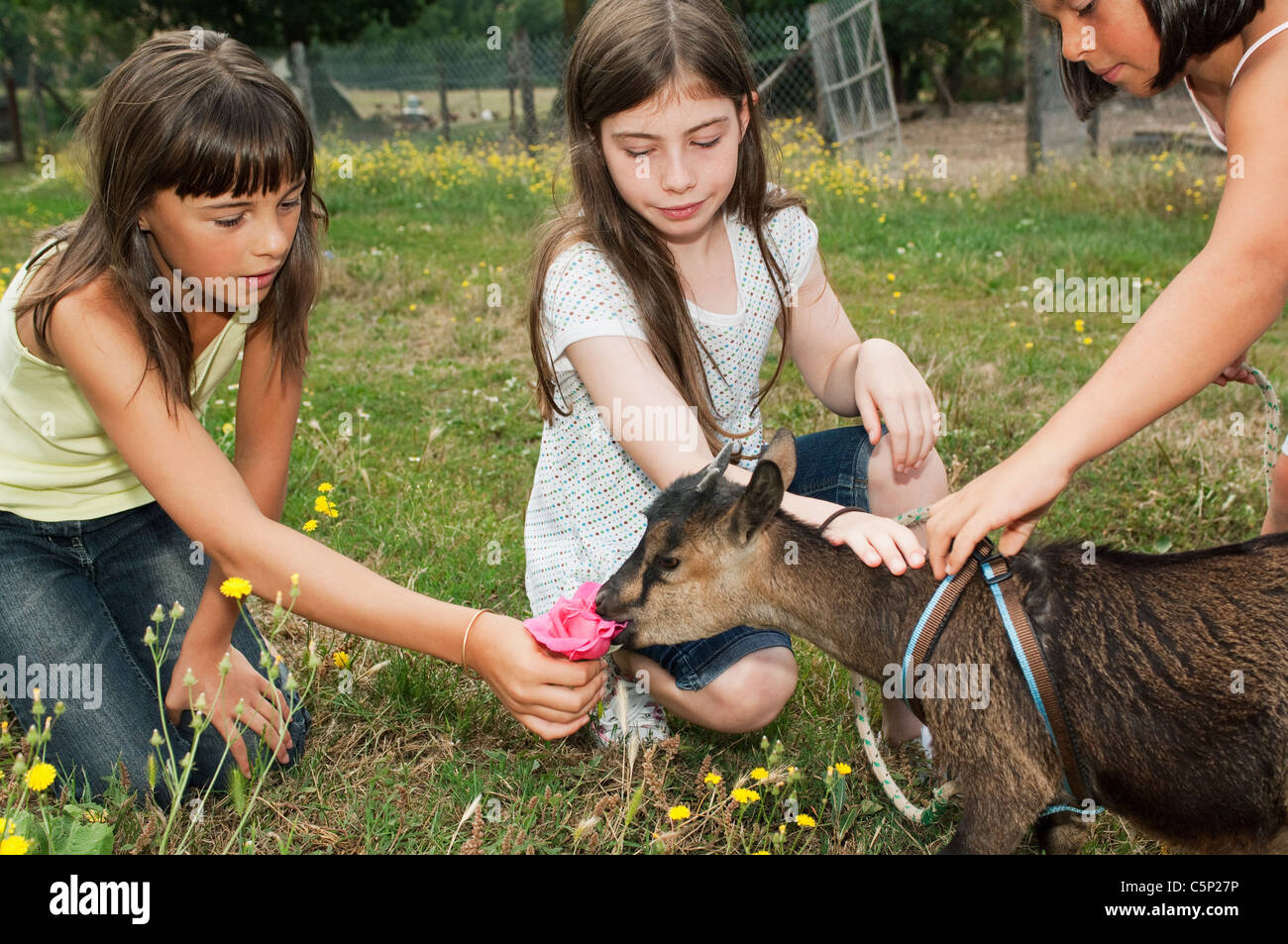 Three girls with goat kid Stock Photo - Alamy